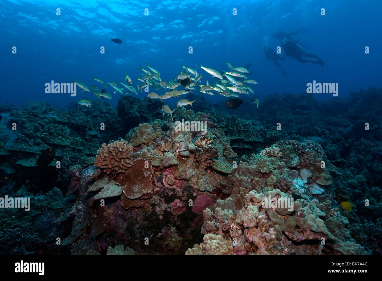 Yellowstripe goatfish, Mulloidichthys vanicolensis, Kailua-Kona, Hawaii ...