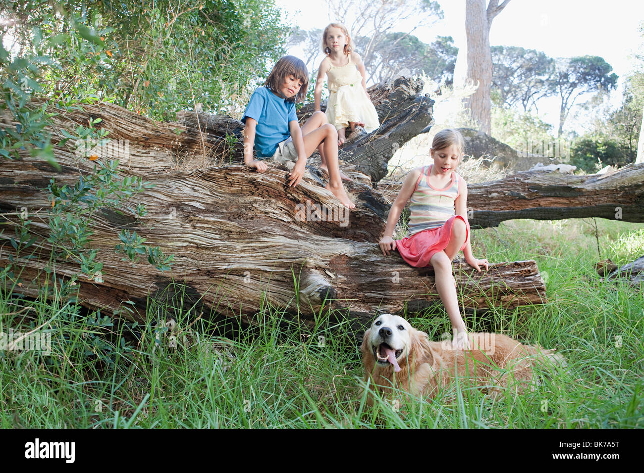 Children on a tree trunk with golden retriever Stock Photo - Alamy