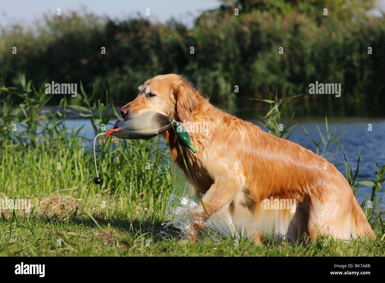 Dead golden retriever hi-res stock photography and images - Alamy