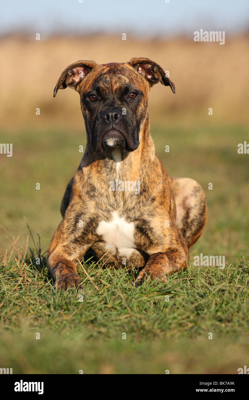 lying German Boxer Stock Photo - Alamy