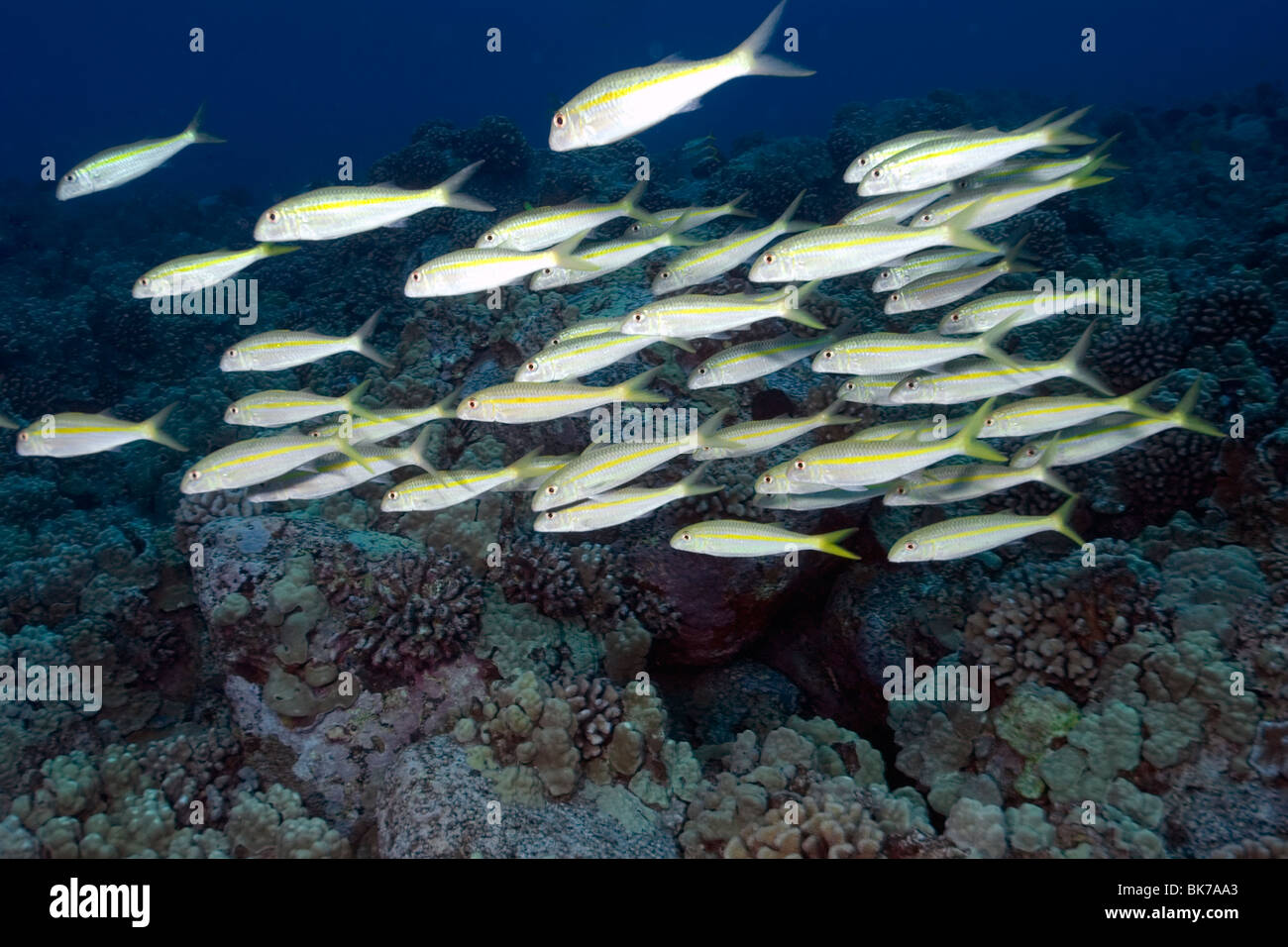 Goatfish hawaii hi-res stock photography and images - Alamy