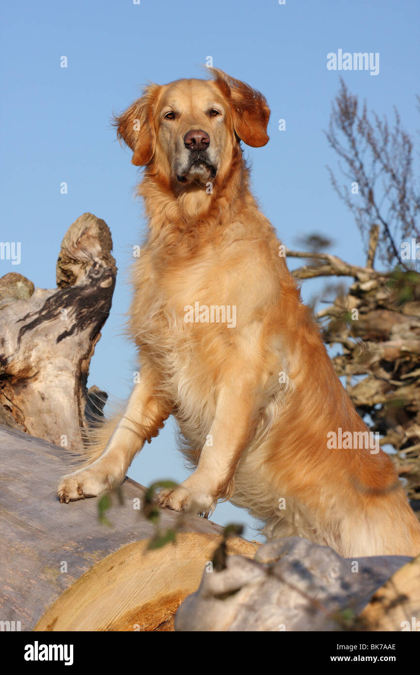 View golden trees stand hi-res stock photography and images - Alamy