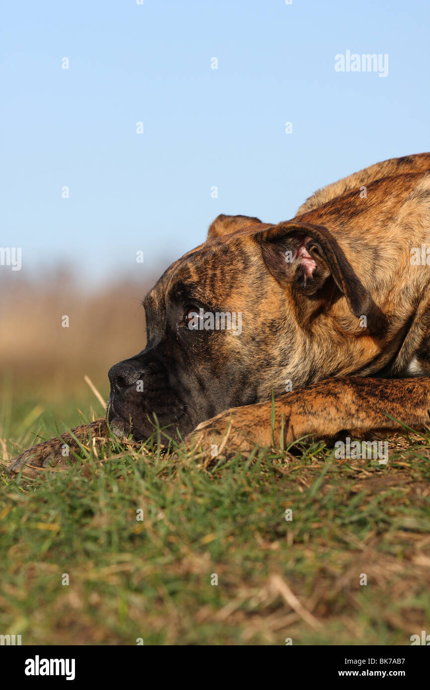 lying German Boxer Stock Photo - Alamy