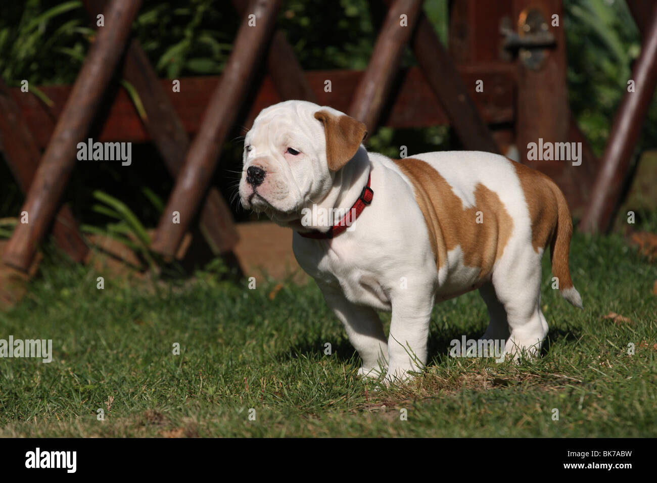 English bulldog standing side view hi-res stock photography and images ...