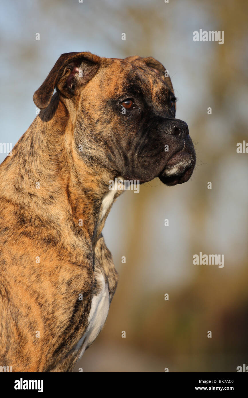 German Boxer Portrait Stock Photo - Alamy