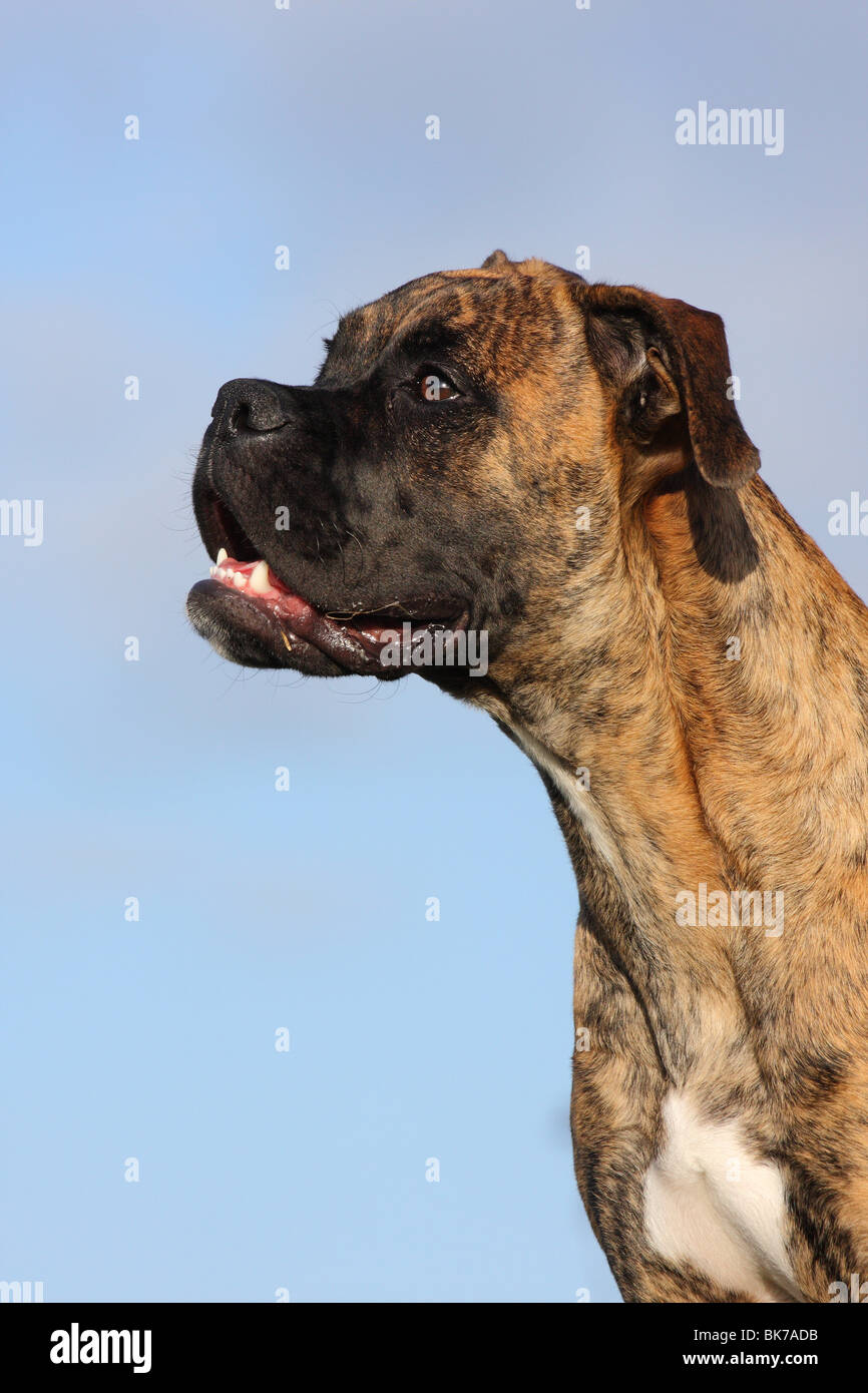 German Boxer Portrait Stock Photo - Alamy