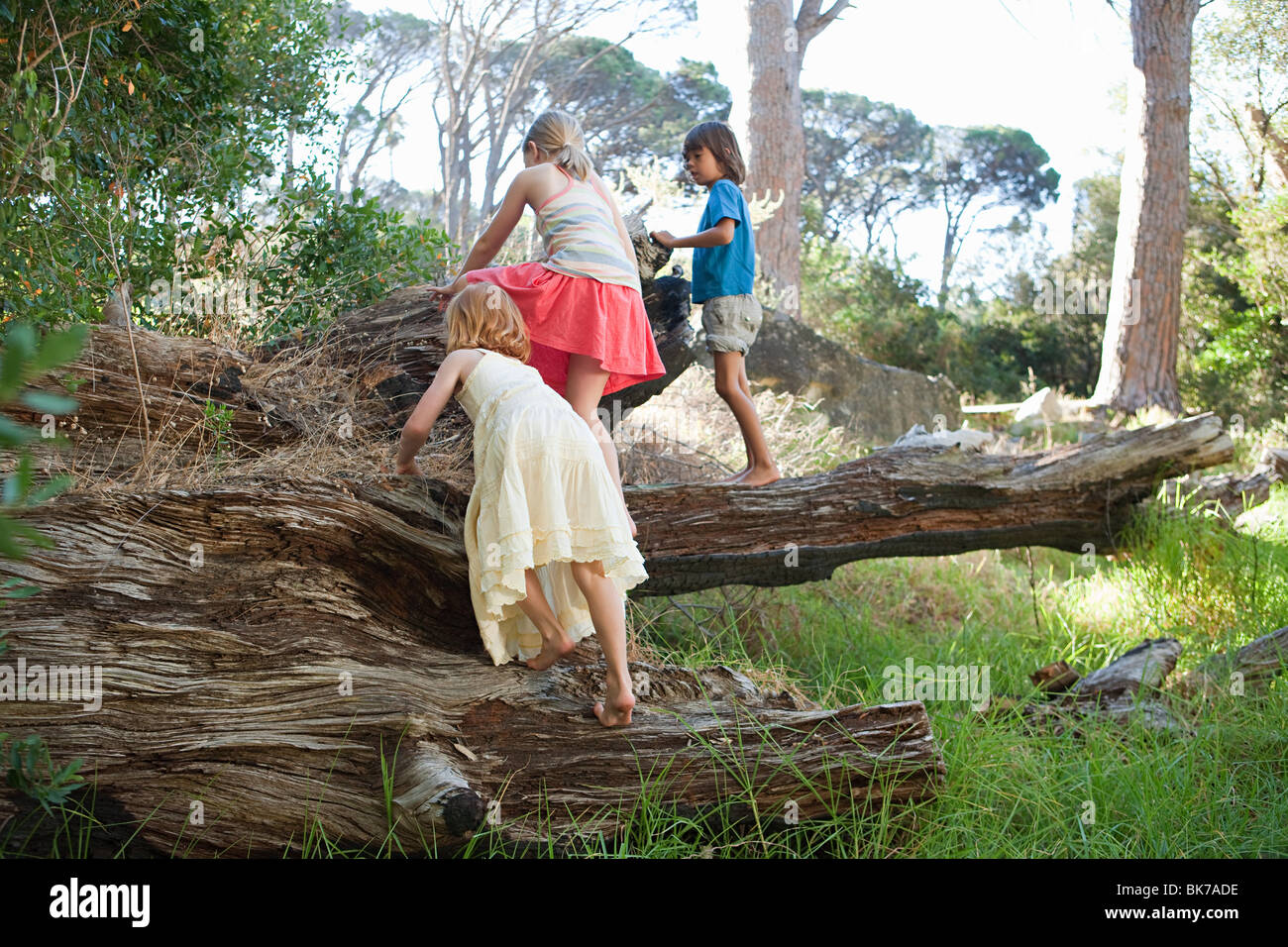 Children climbing over tree trunk Stock Photo - Alamy