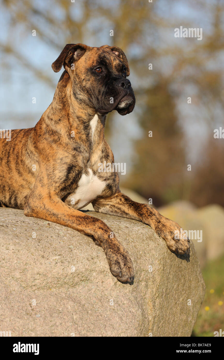 lying German Boxer Stock Photo - Alamy