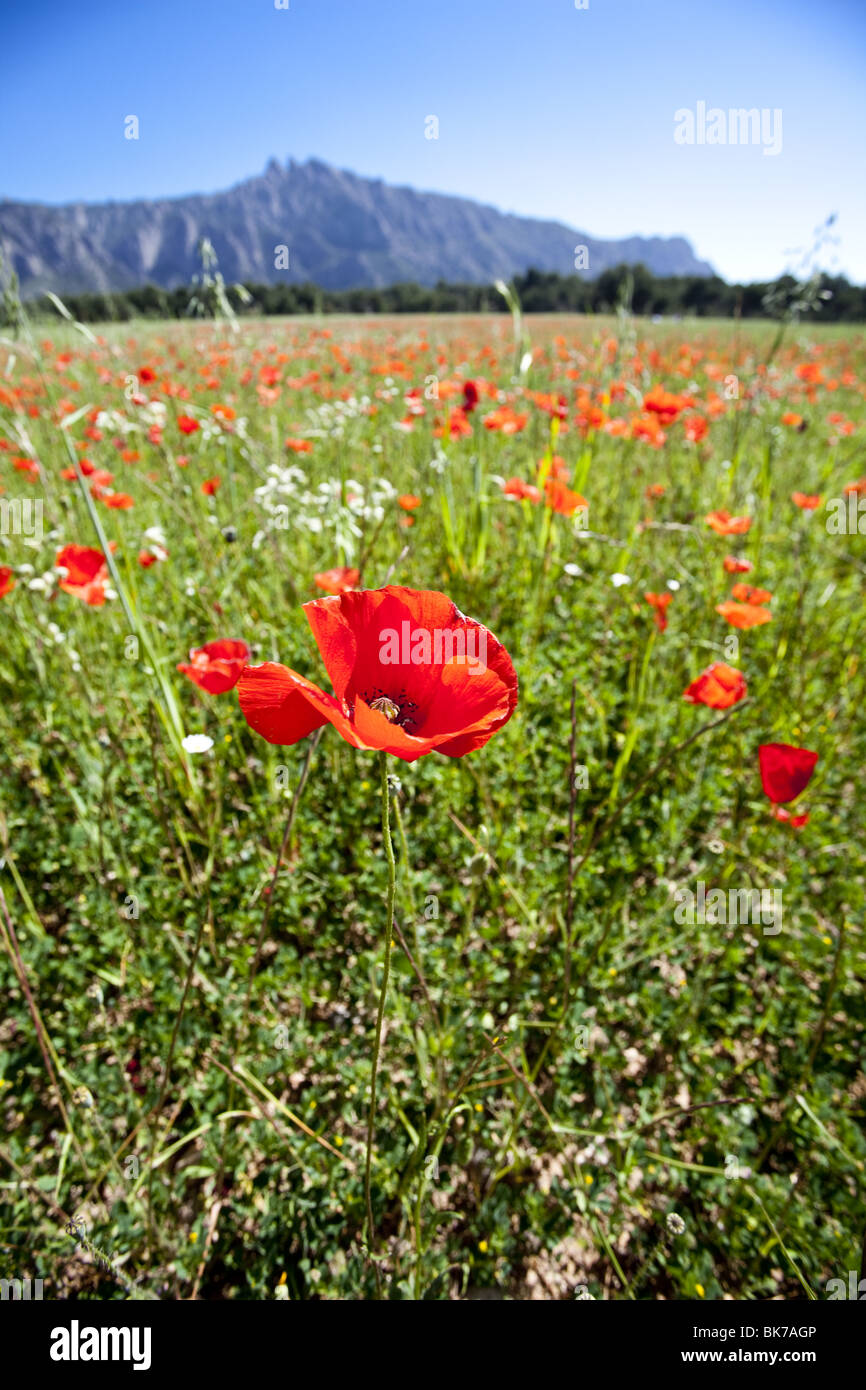 Amapola hi-res stock photography and images - Alamy