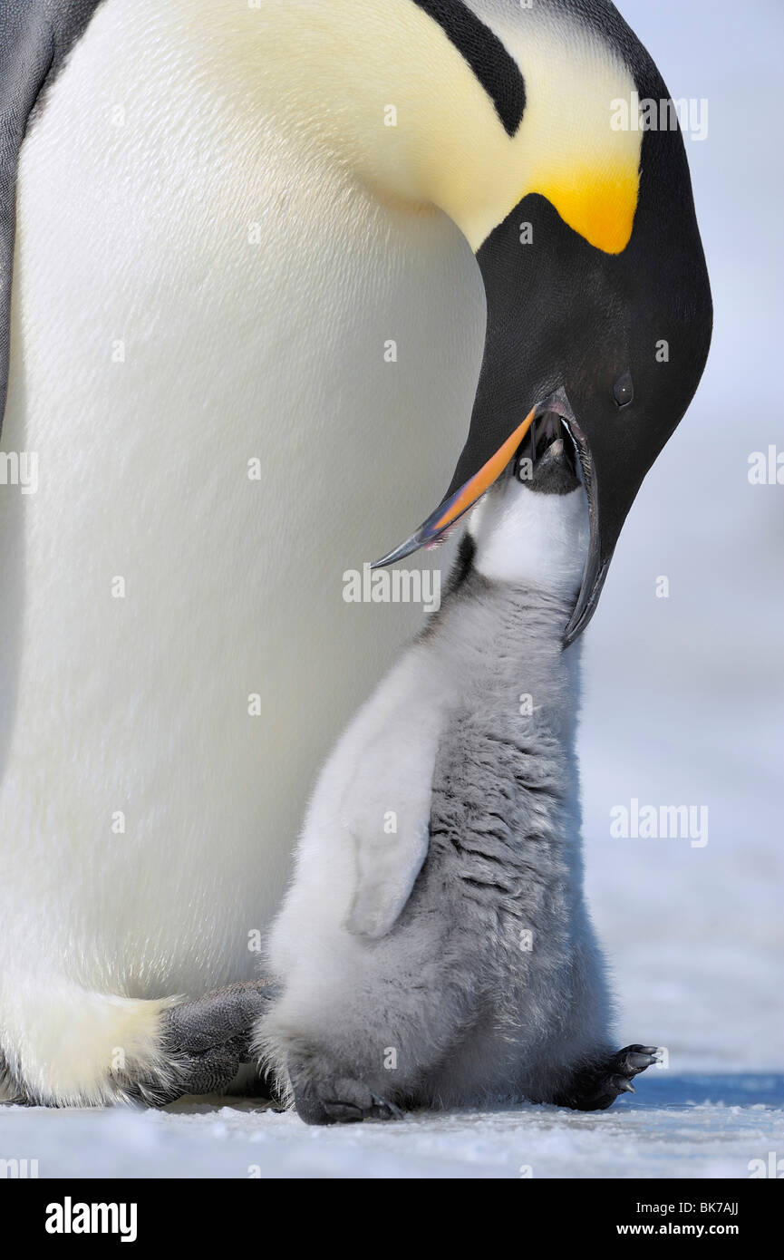 Emperor Penguin Feeding Chick
