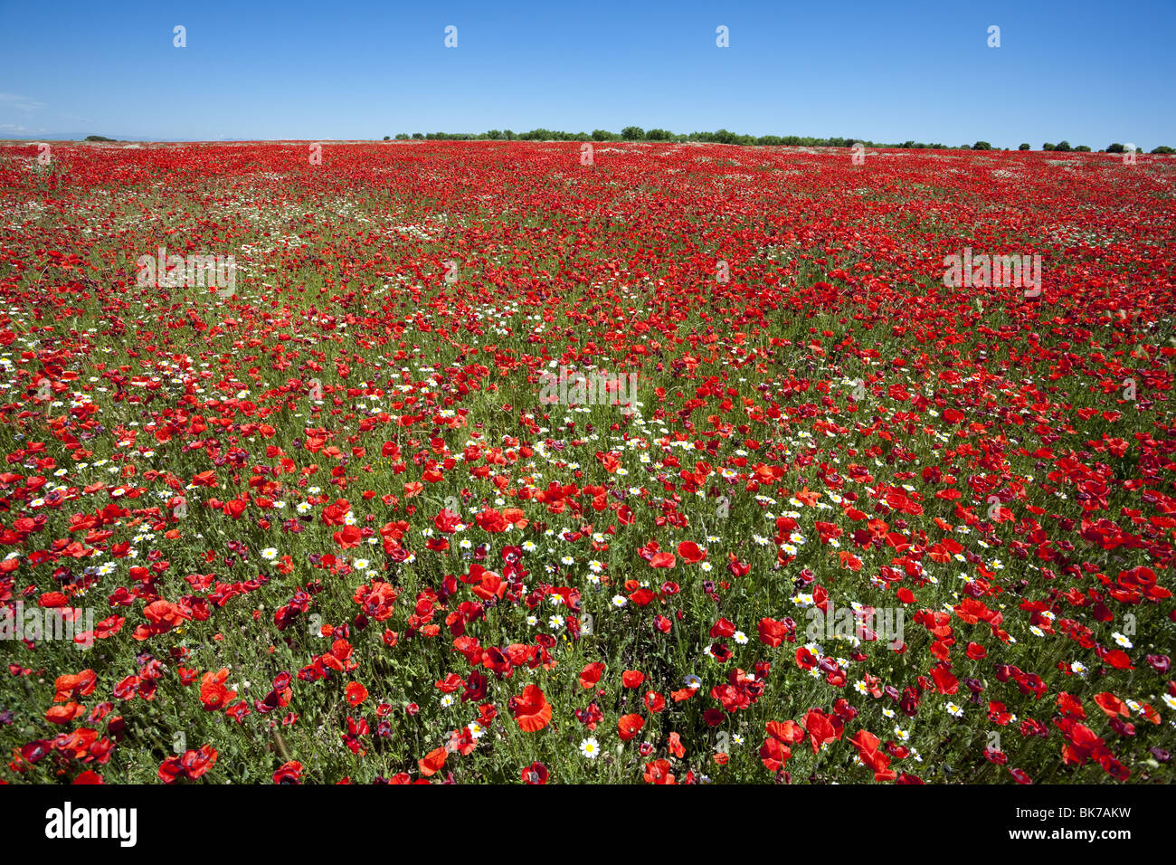 amapola poppy papaver rhoeas field Stock Photo - Alamy