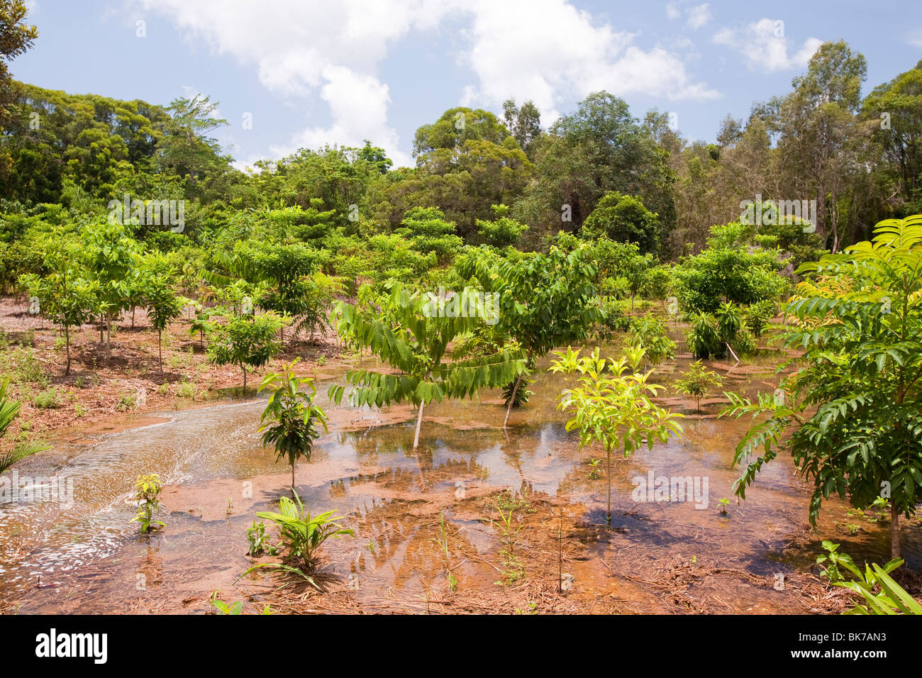 Planting trees for carbon offset project in the Daintree rain forest in ...