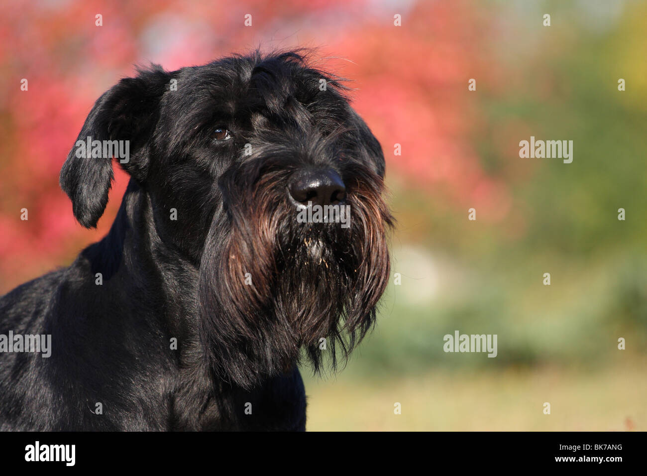 Giant Schnauzer Portrait Stock Photo - Alamy