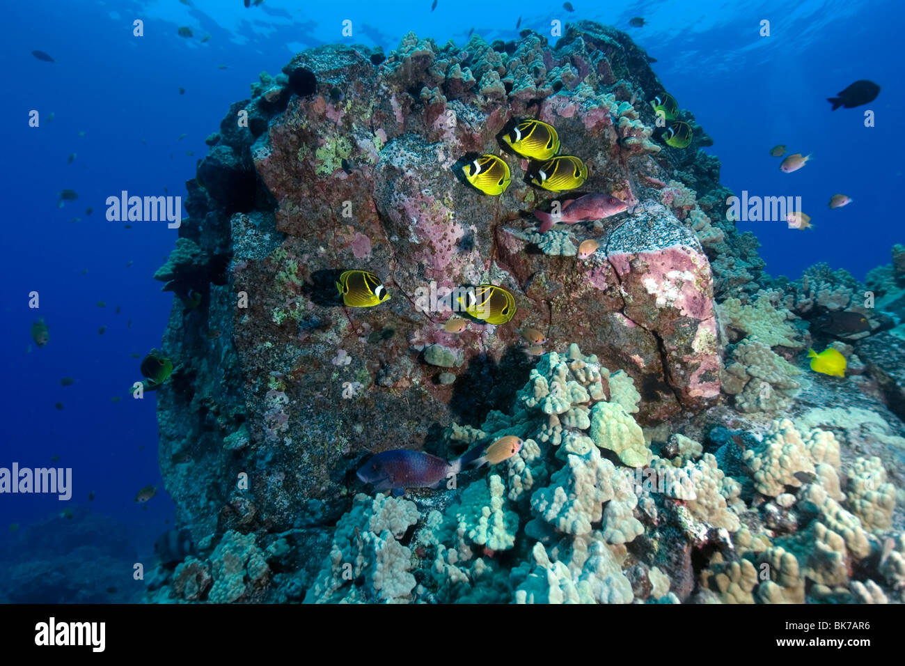 Racoon butterflyfish, Chaetodon lunula, Kailua-Kona, Hawaii Stock Photo ...