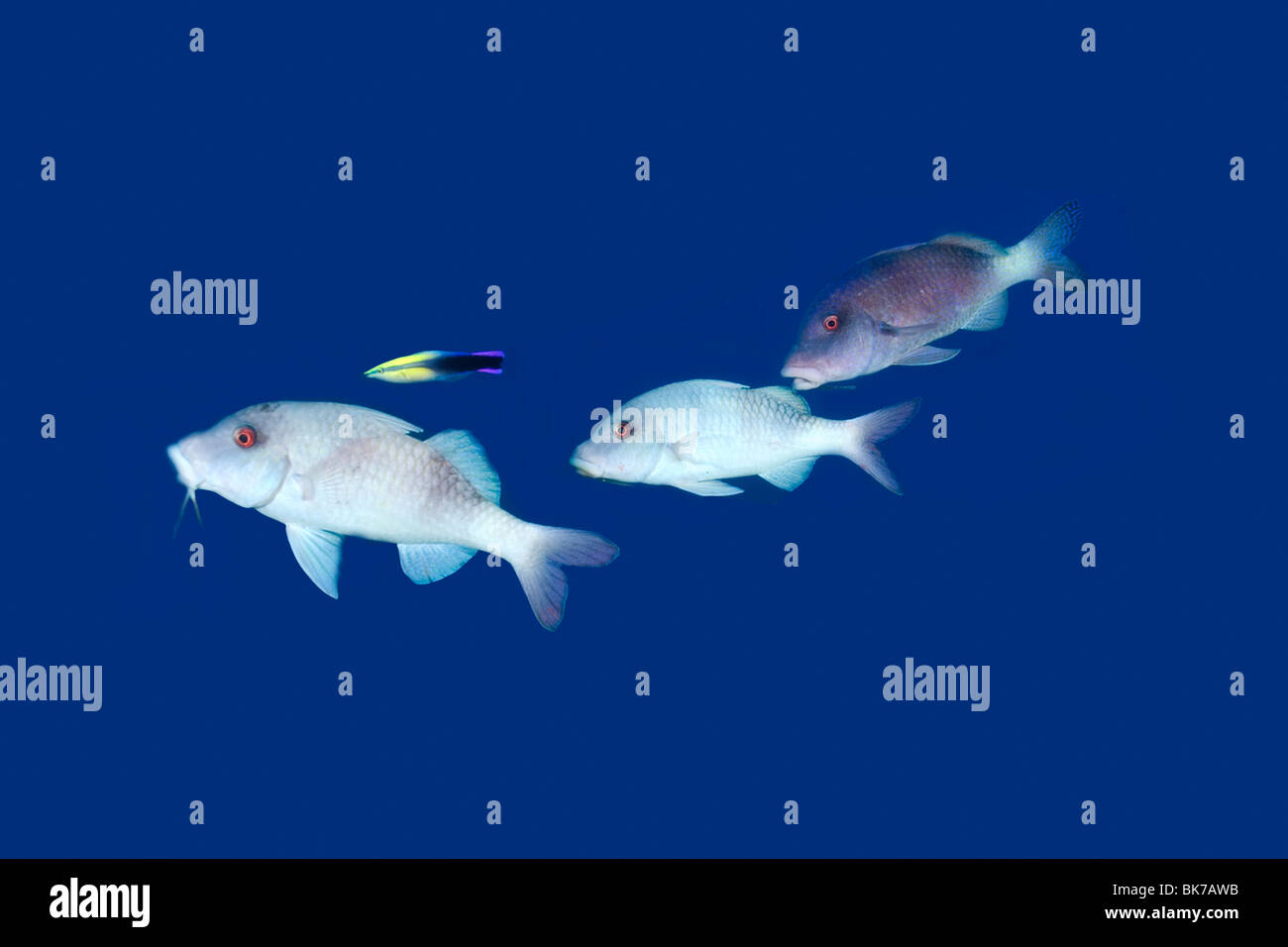 Hawaii fish underwater interaction blue ocean cleaning station hi-res ...