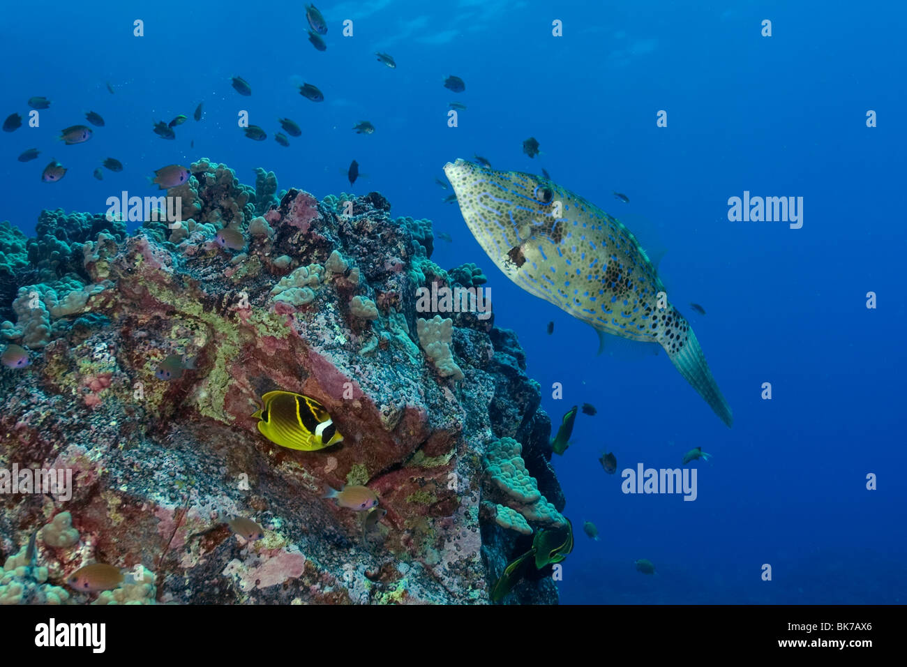 Scrawled filefish, Aluterus scriptus, swims next to reef, Kailua-Kona ...
