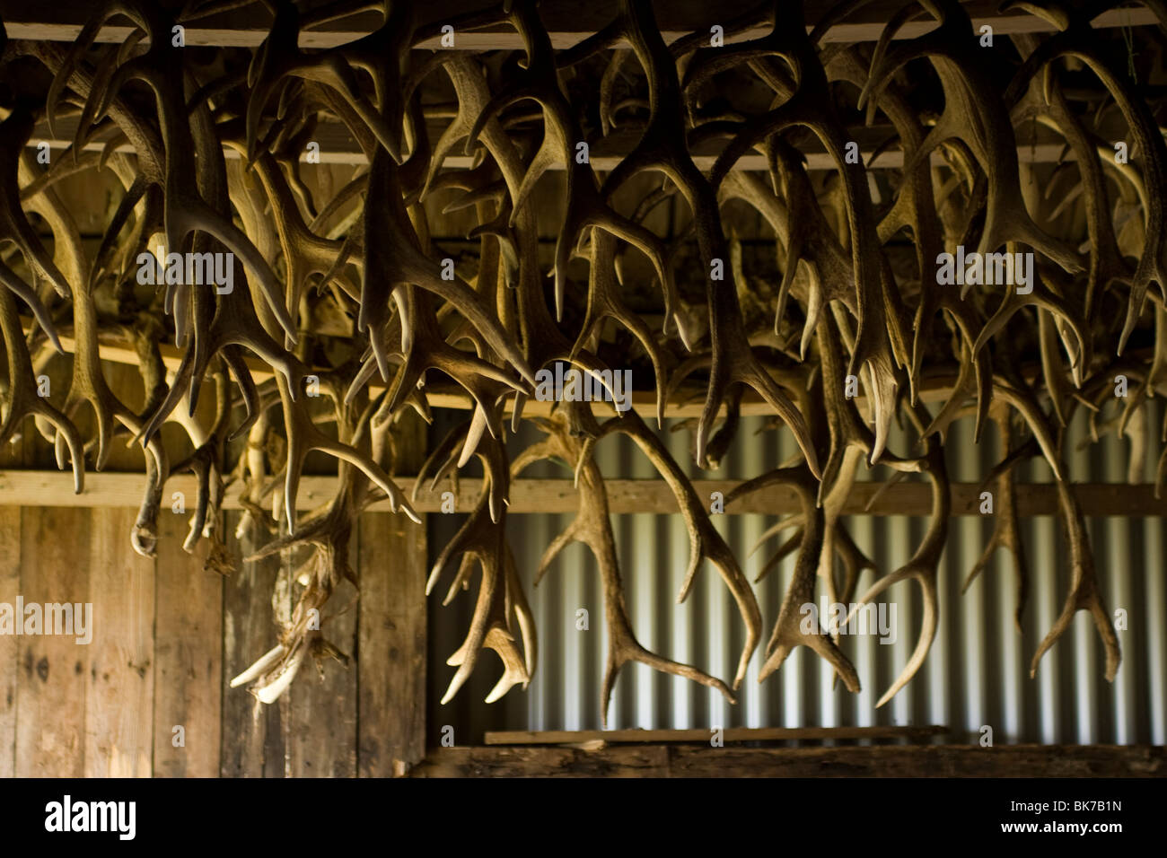 Red deer stag antlers hanging in shed Stock Photo - Alamy