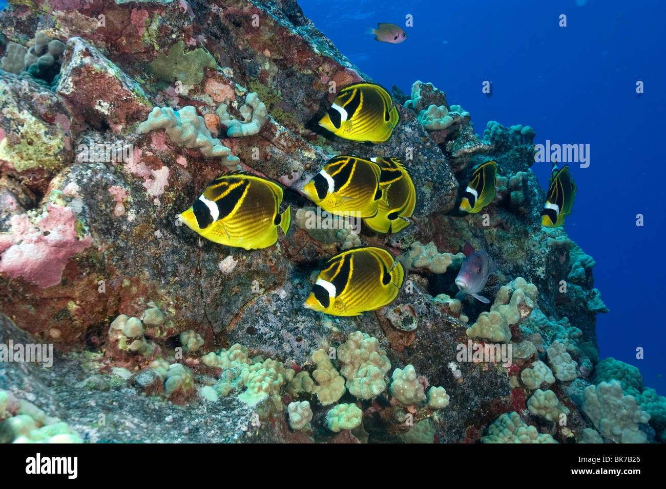 Crescent masked hi-res stock photography and images - Alamy