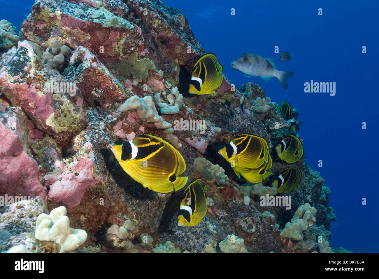 Indo pacific ocean reef aquarium hi-res stock photography and images ...