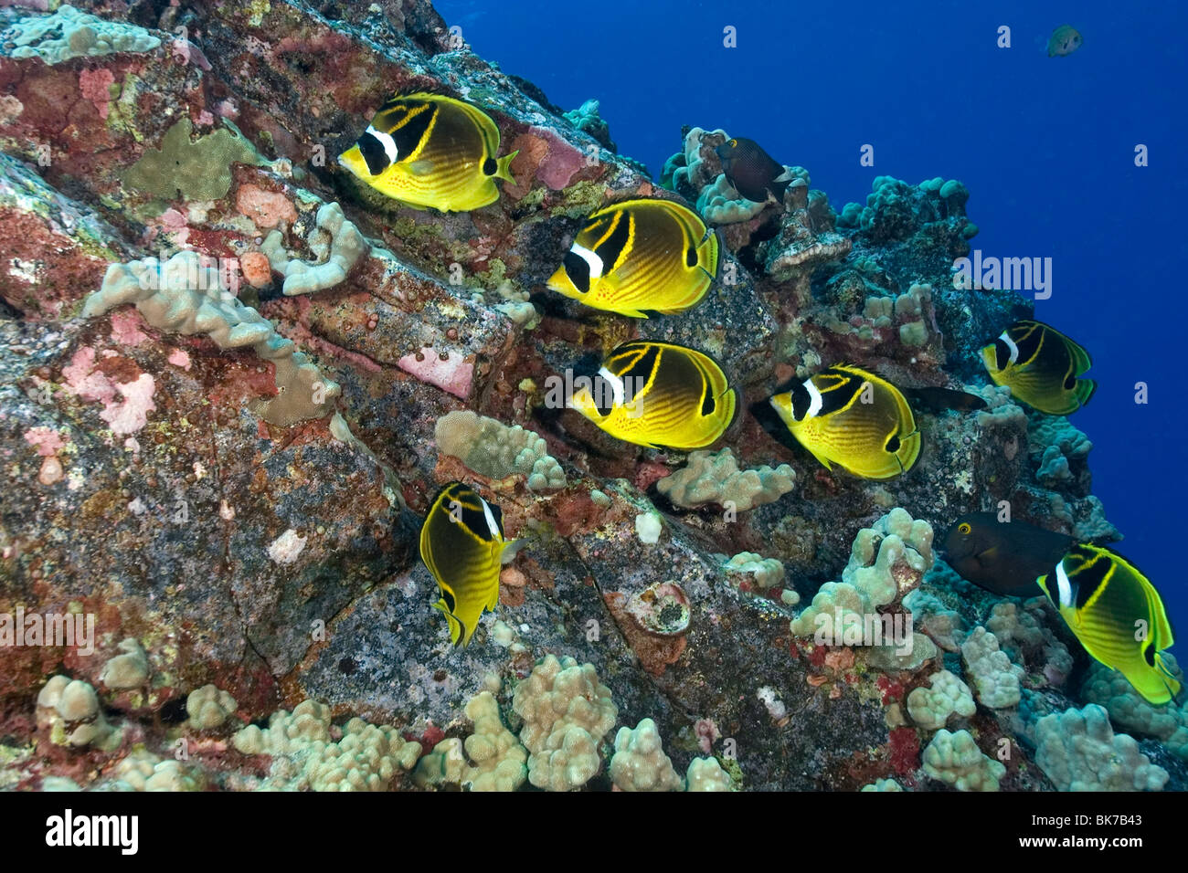 Crescent masked hi-res stock photography and images - Alamy