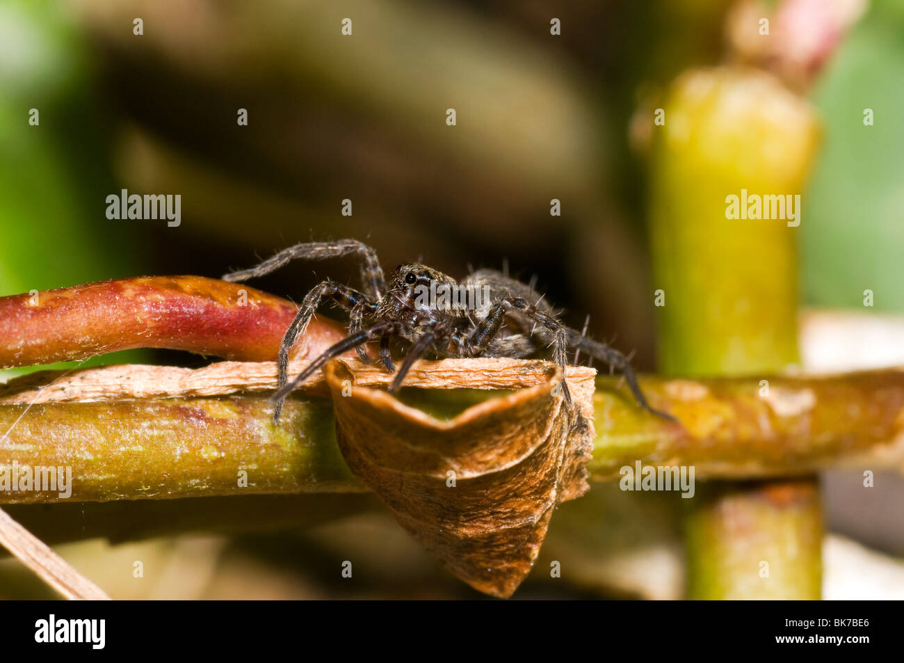 Rapid wolf spider hi-res stock photography and images - Alamy