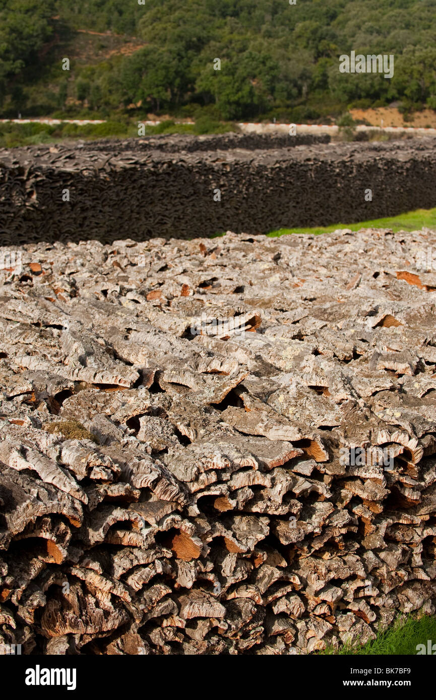 Drying bark hi-res stock photography and images - Alamy