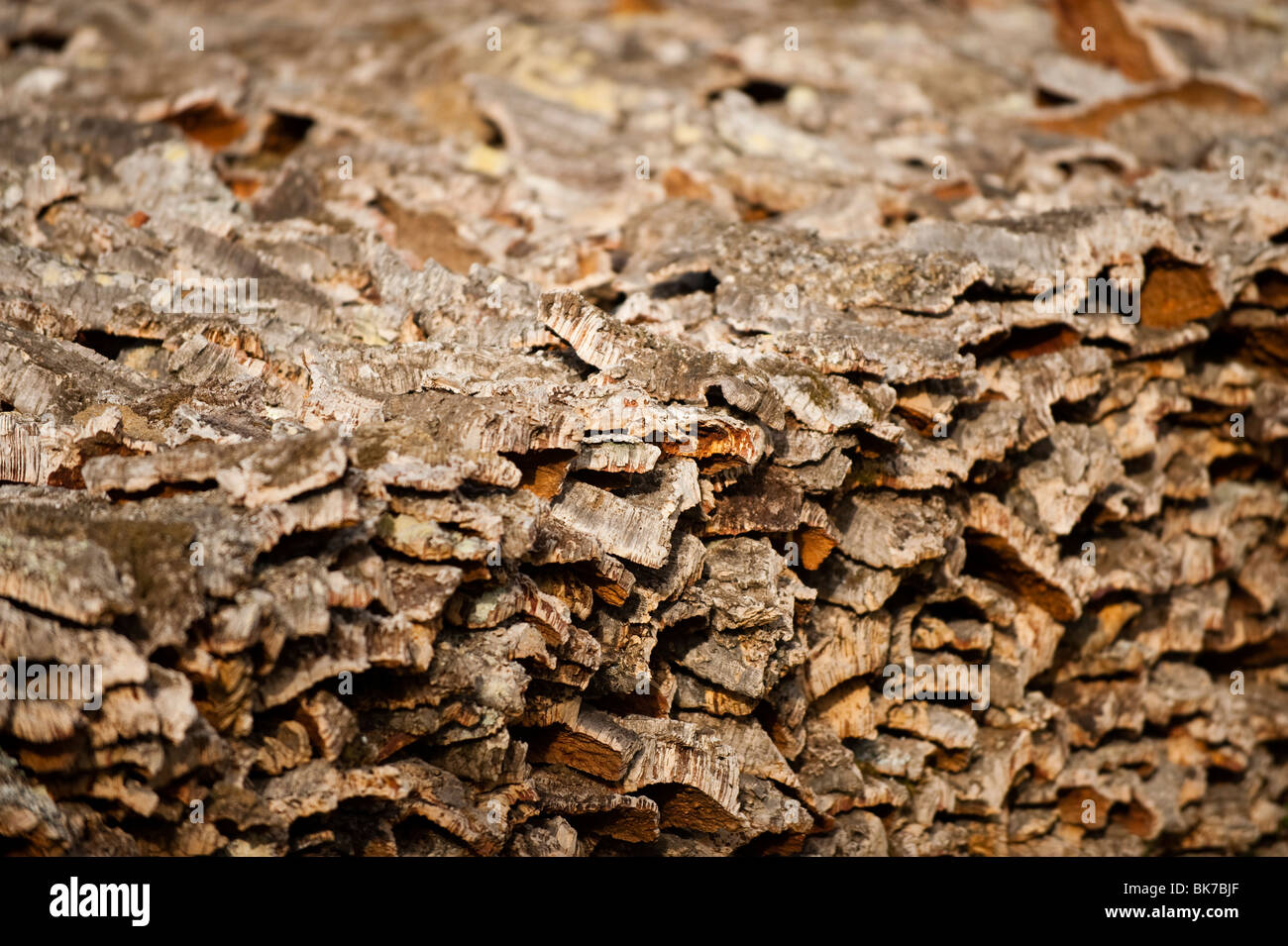 Drying bark hi-res stock photography and images - Alamy