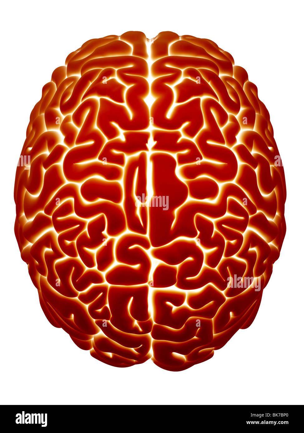 Brain illustration Cut Out Stock Images & Pictures - Alamy