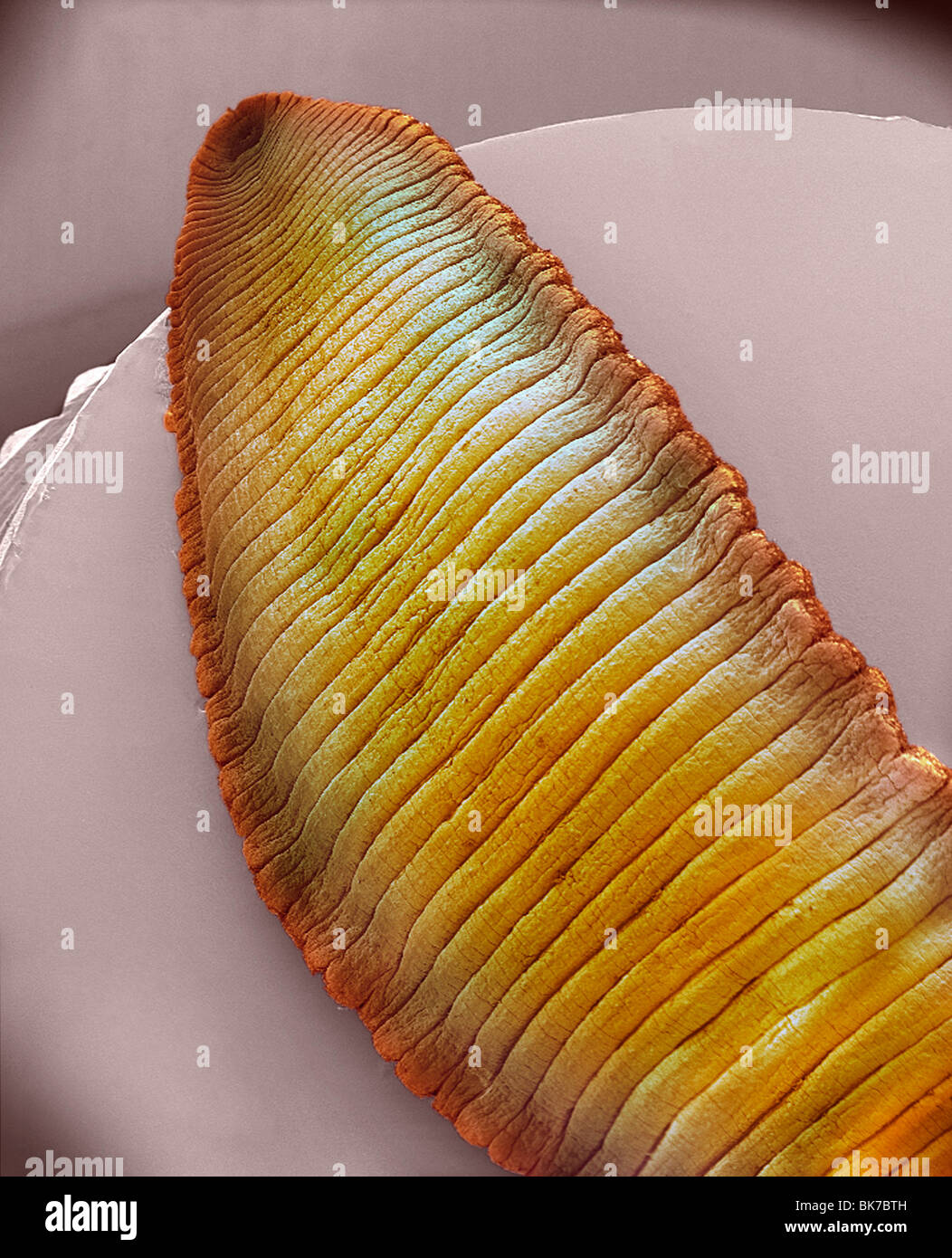 Magnification magnified s e m hi-res stock photography and images - Alamy