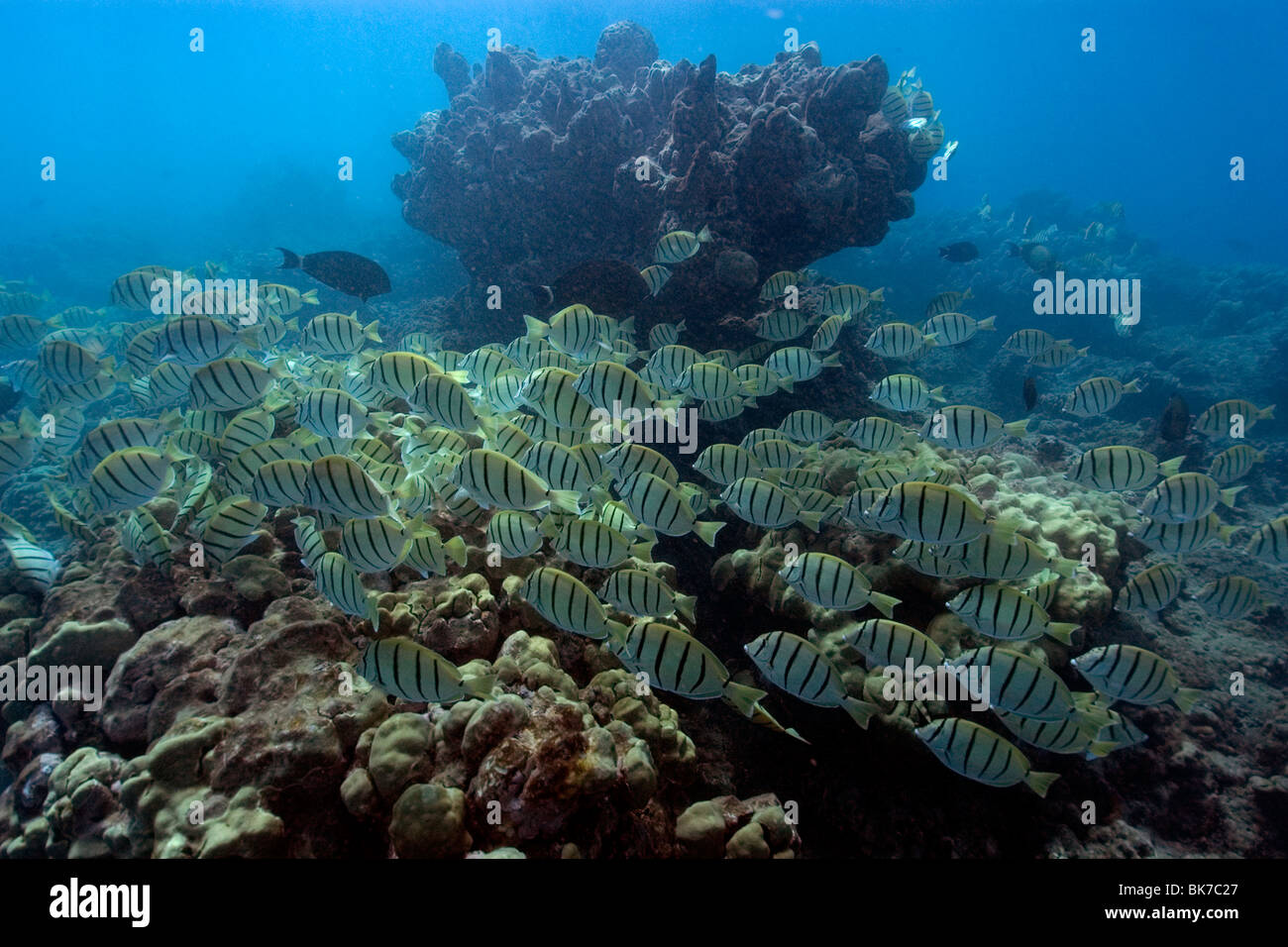 Convict tangs hi-res stock photography and images - Alamy