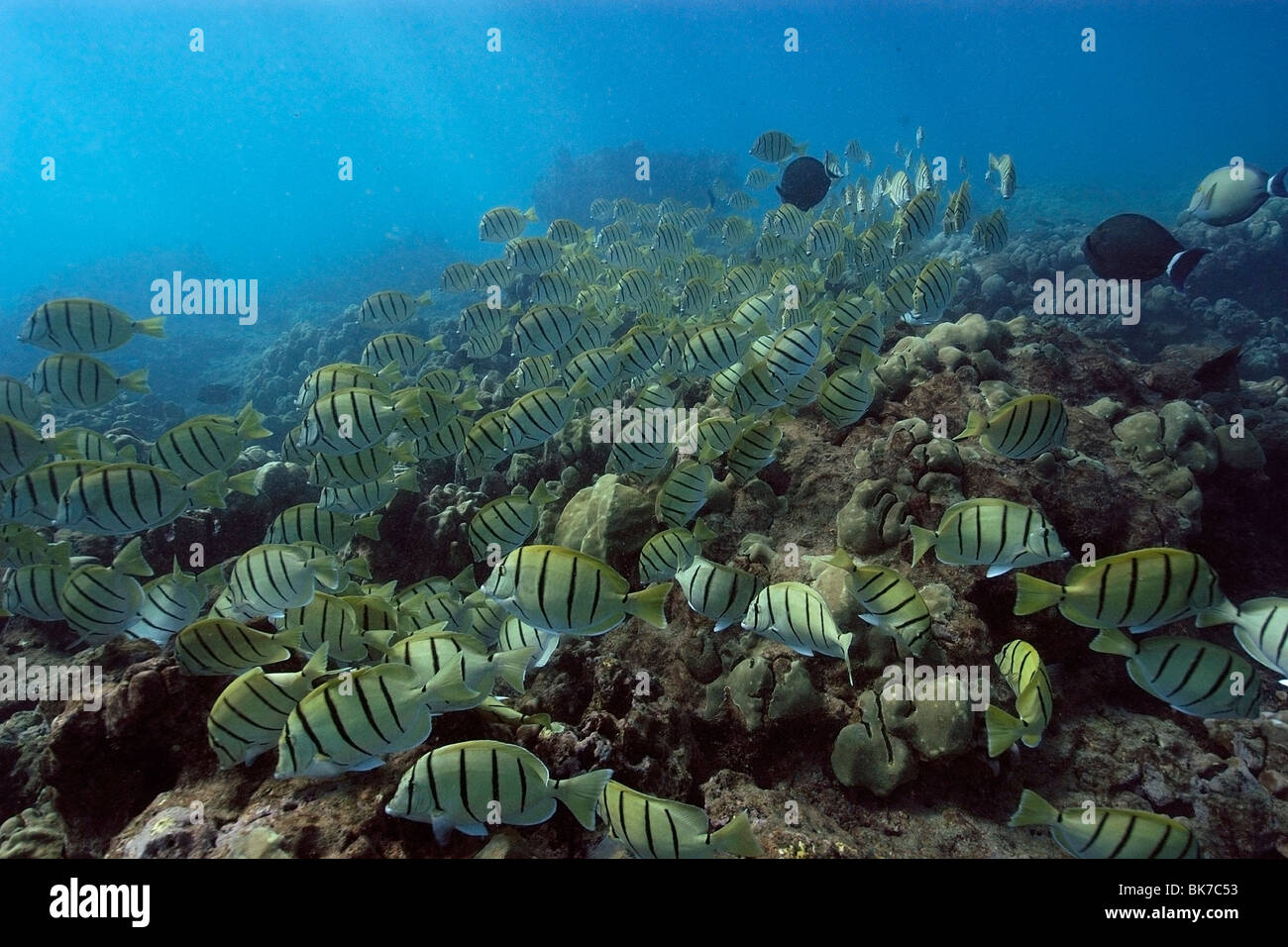Surgeonfish grazing hi-res stock photography and images - Alamy