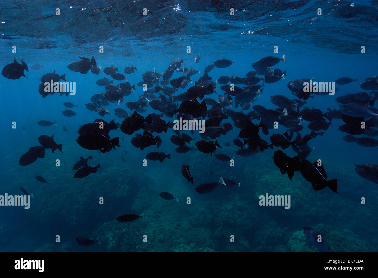 Large school of black triggerfish, Melichthys niger, Hanauma Bay, Oahu ...