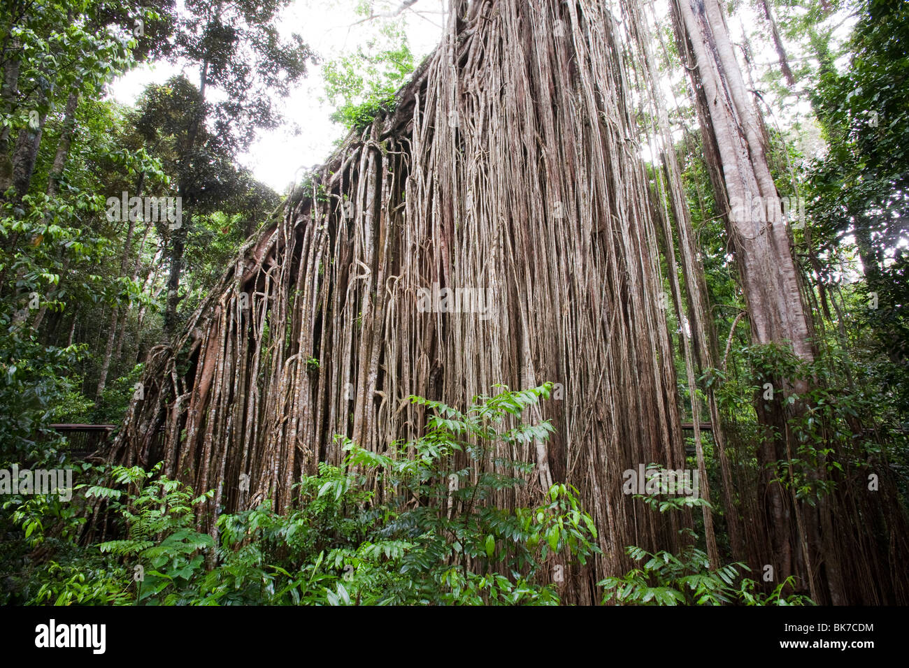 The Curtain Fig Tree, a massive Green Fig Tree (Ficus virens) in the ...