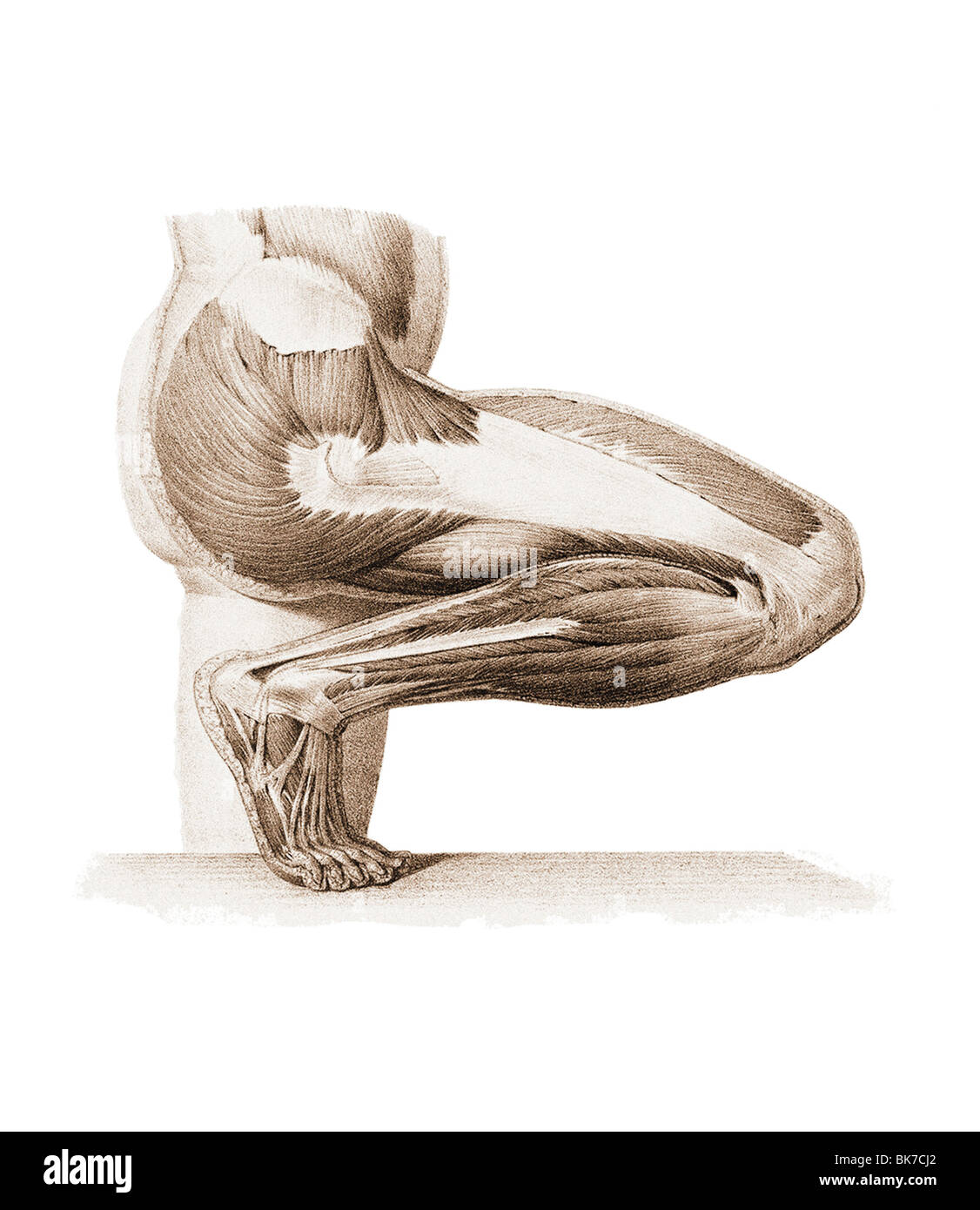 Anatomy crouching leg muscles hi-res stock photography and images - Alamy