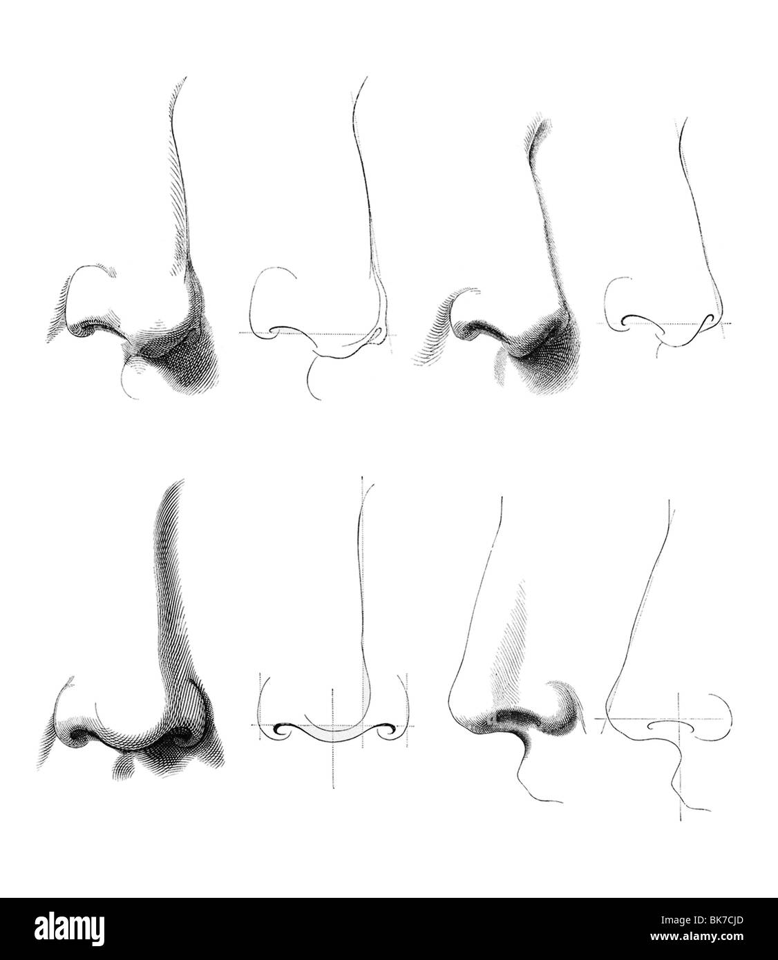 Noses nose Black and White Stock Photos & Images - Alamy