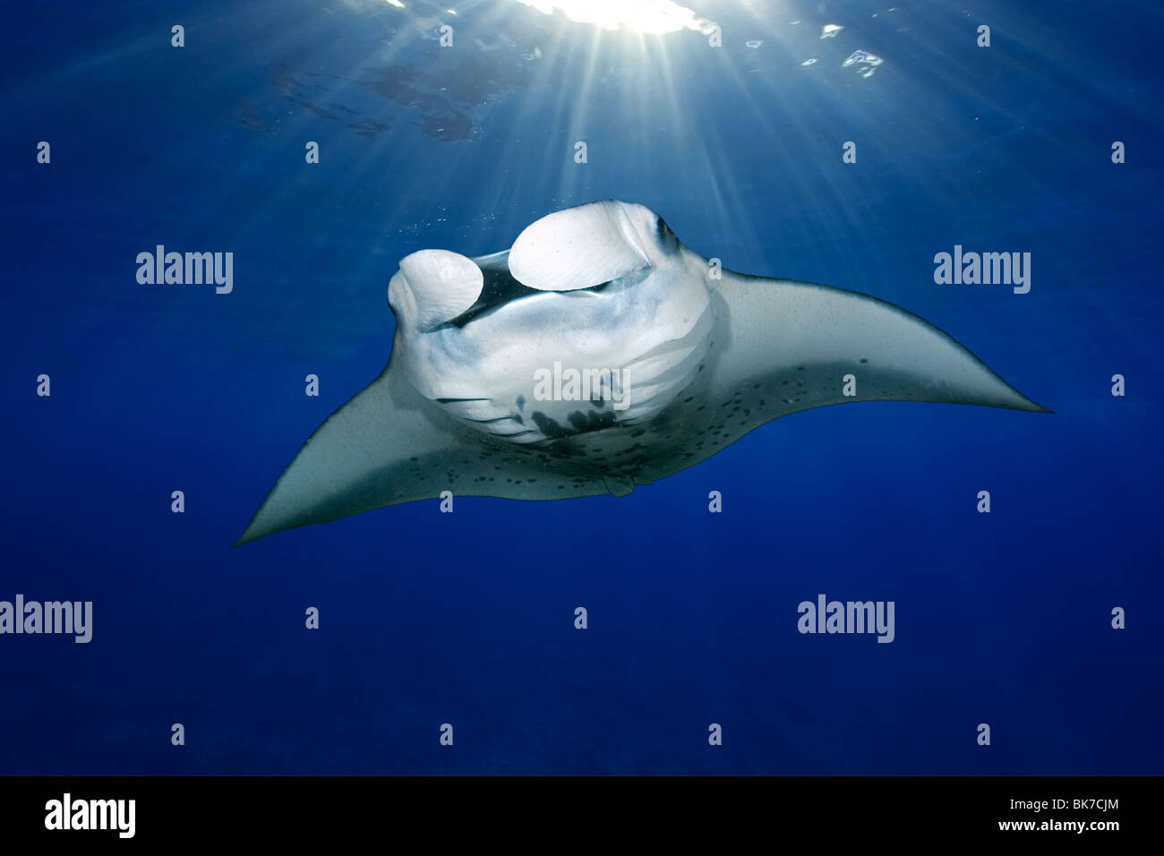 Rays Fish High Resolution Stock Photography and Images - Alamy
