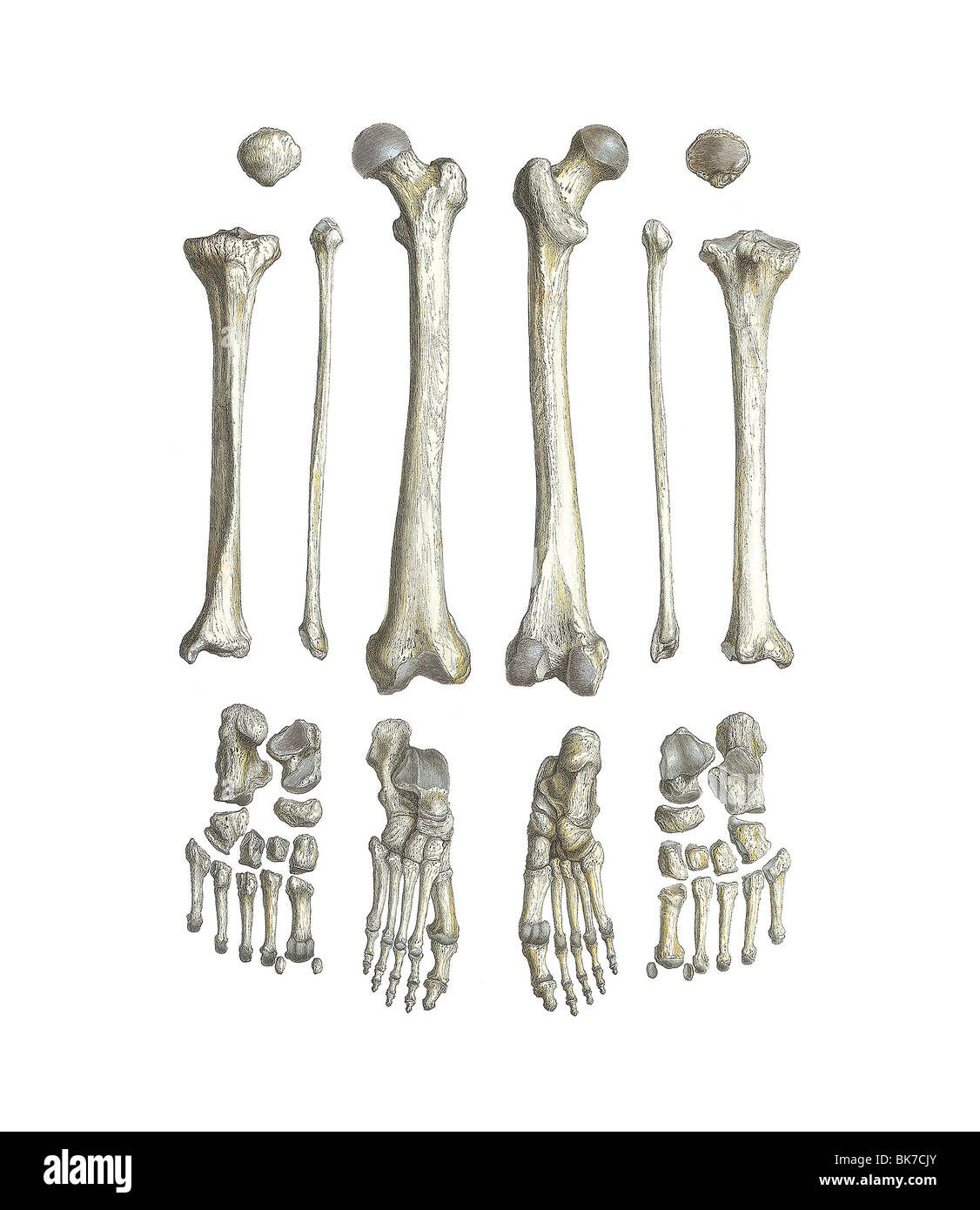 Leg bones, artwork Stock Photo - Alamy