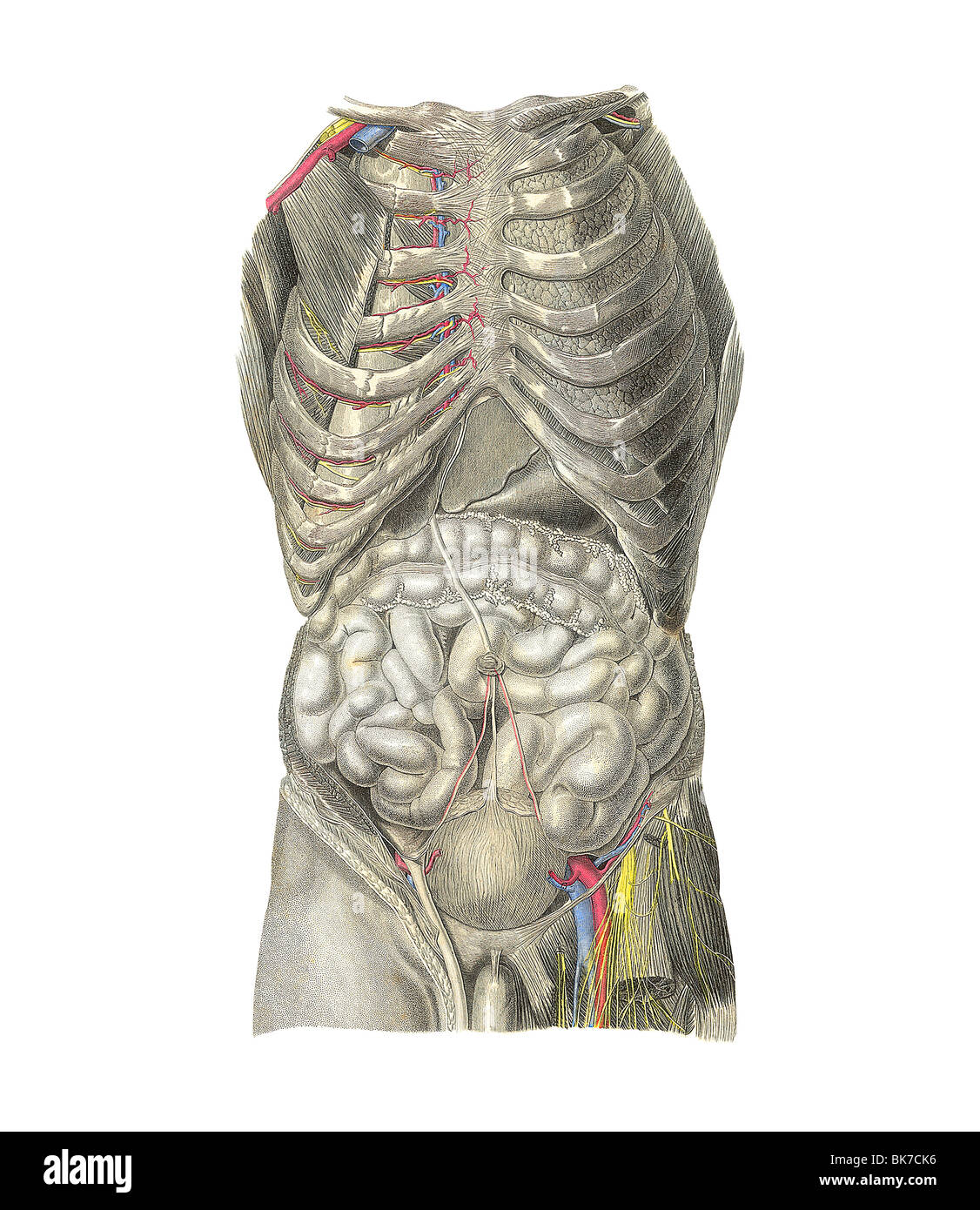 Internal organs illustrations Cut Out Stock Images & Pictures - Alamy