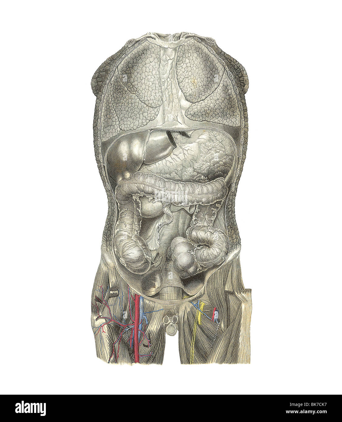 Human anatomy, artwork Stock Photo - Alamy