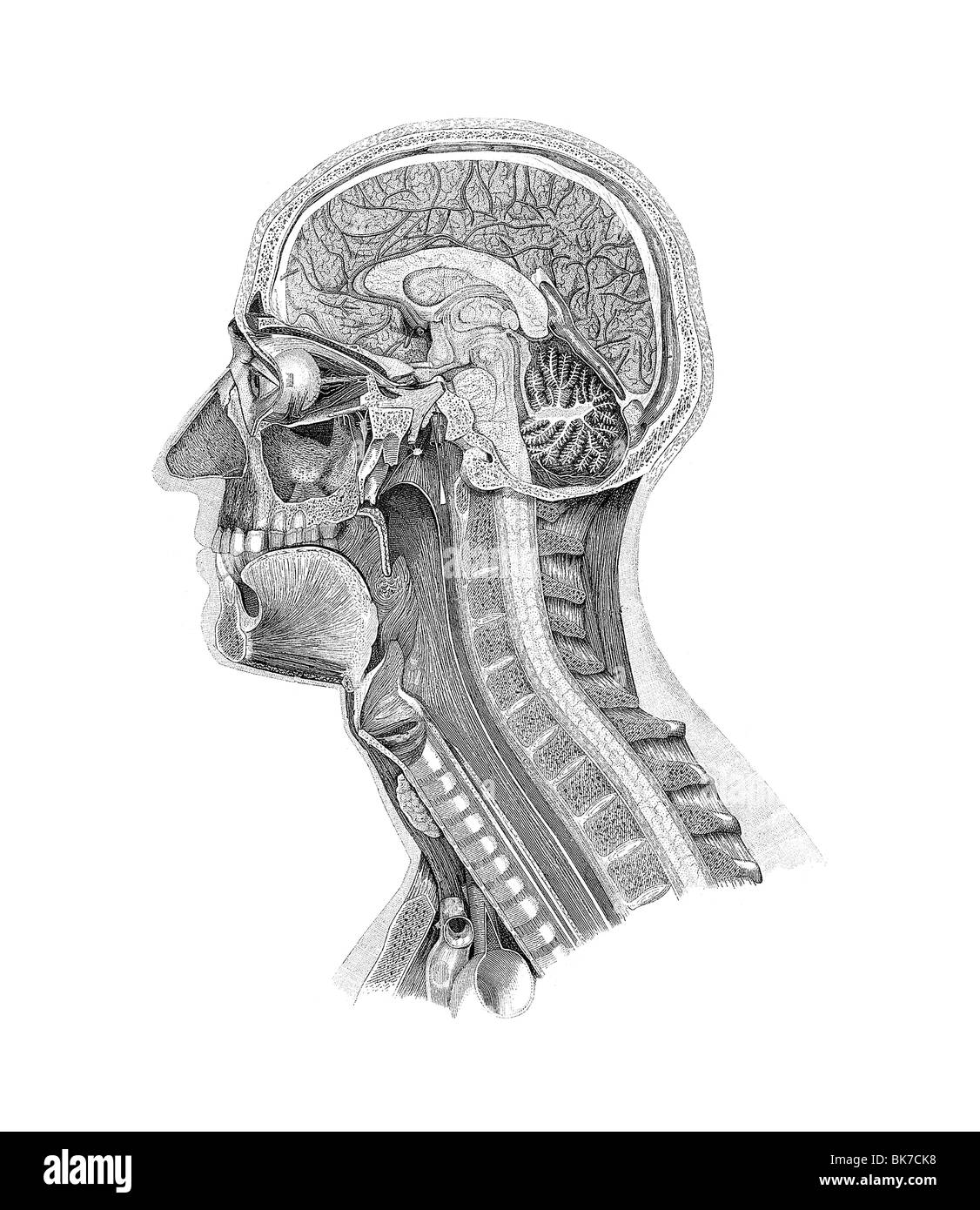 Human body internal organs head Black and White Stock Photos & Images ...