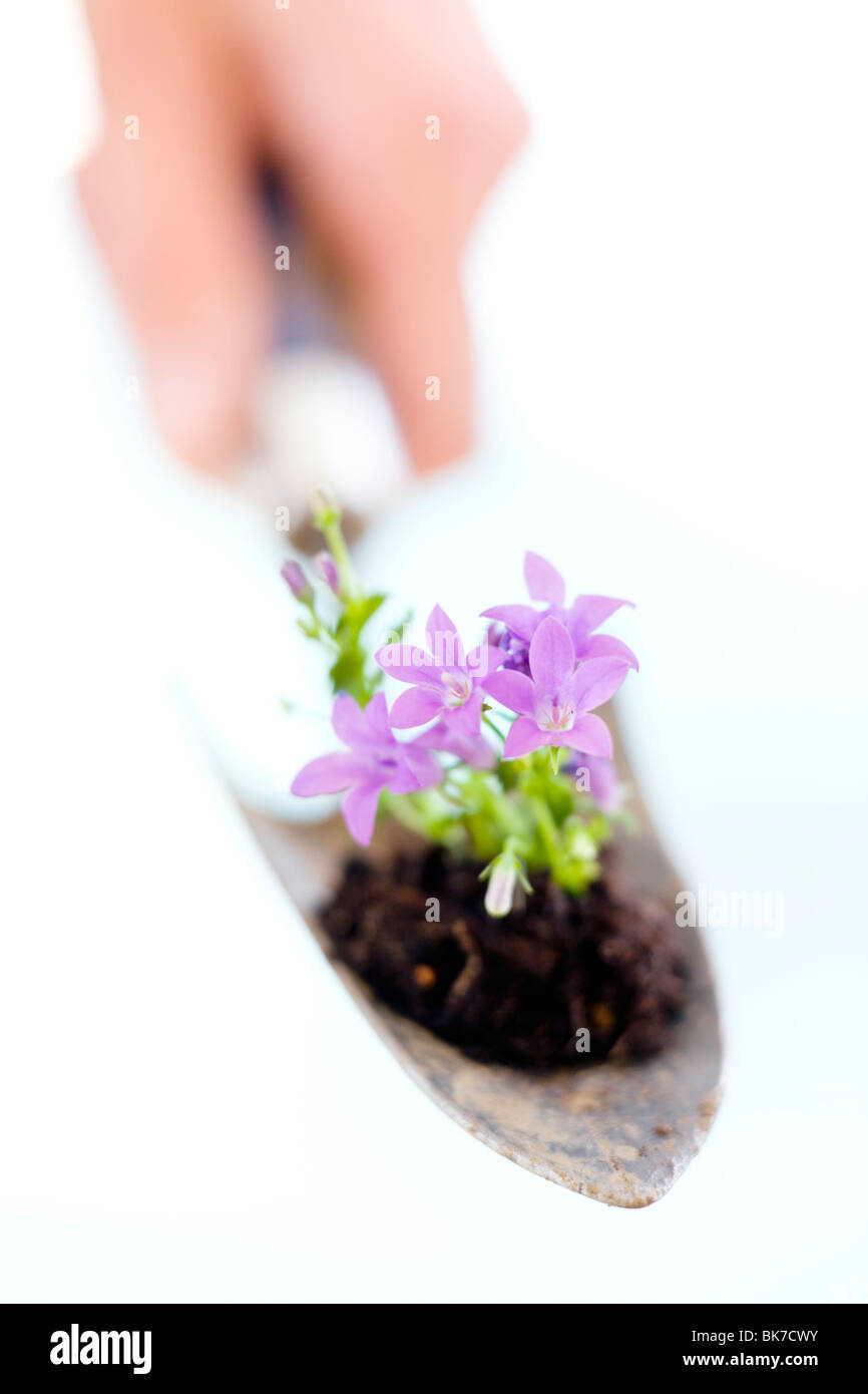 Flowers in a trowel Stock Photo - Alamy