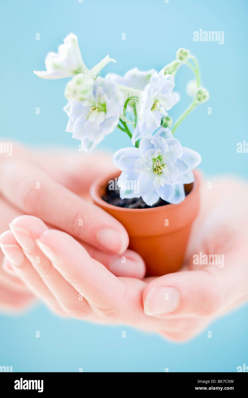 Flowering plant in a pot Stock Photo - Alamy