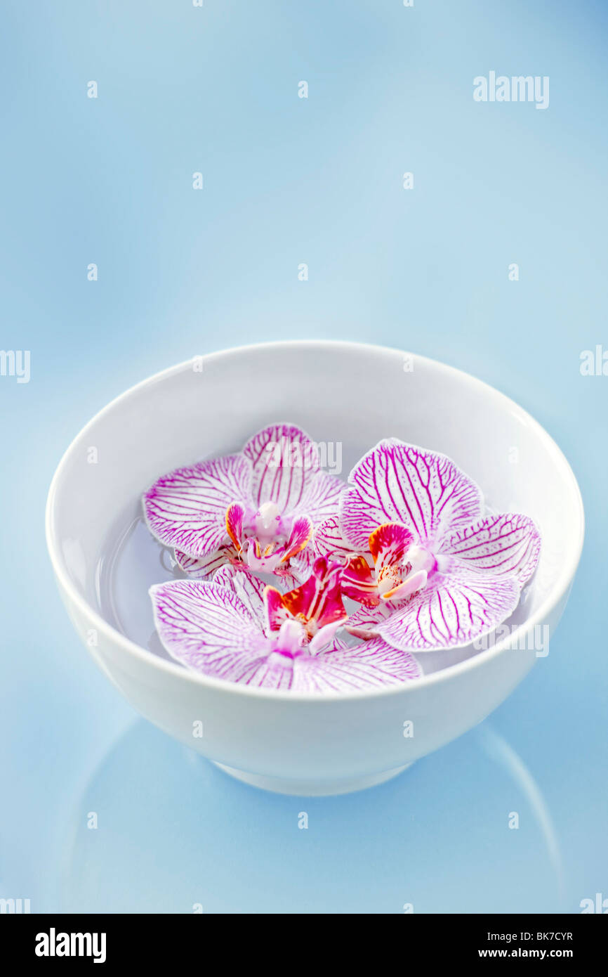 Floating orchids hi-res stock photography and images - Alamy