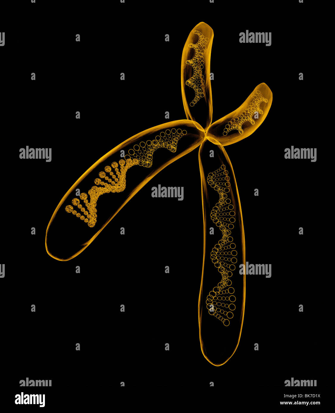 Magnified chromosomes hi-res stock photography and images - Alamy