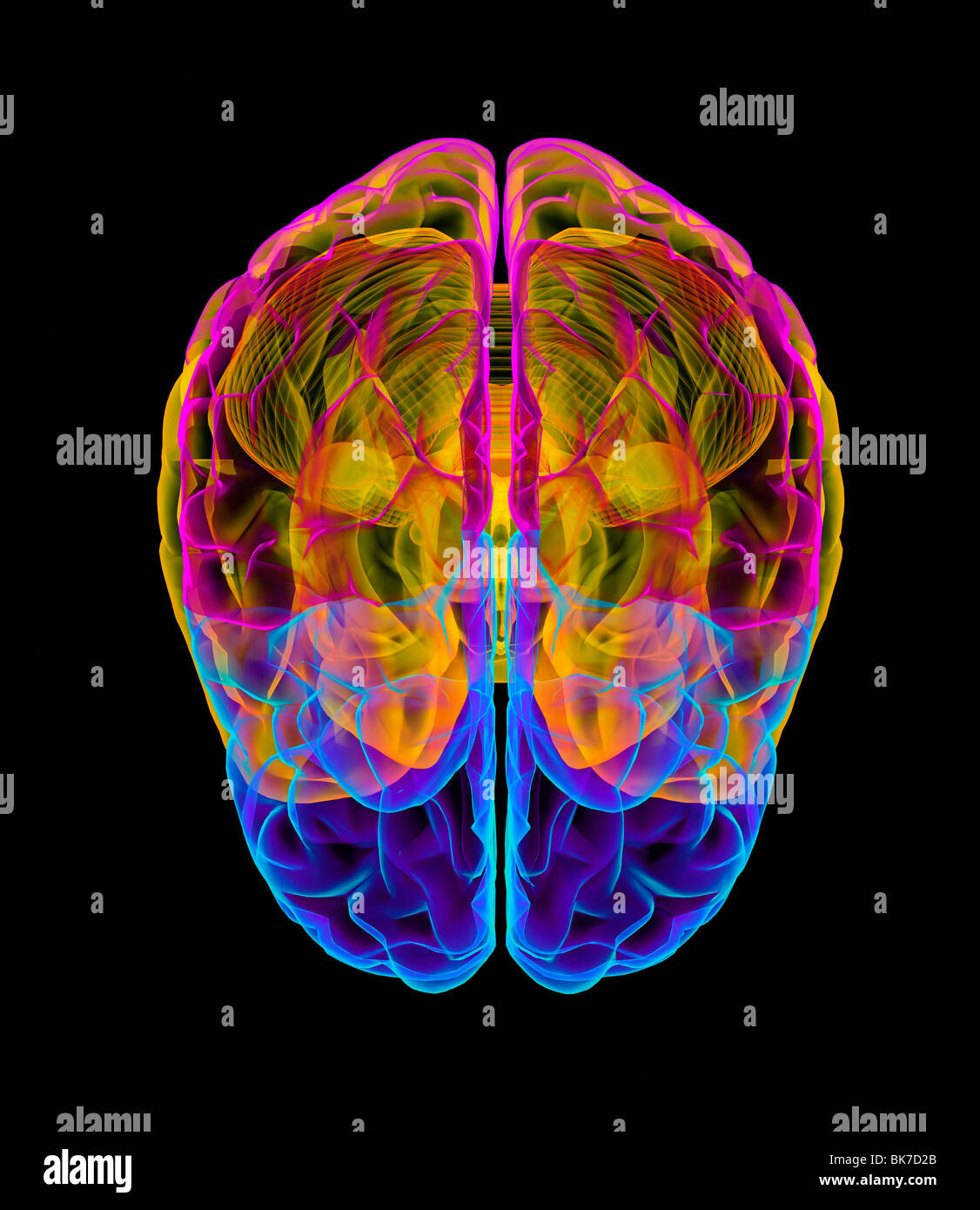 Human brain, artwork Stock Photo - Alamy