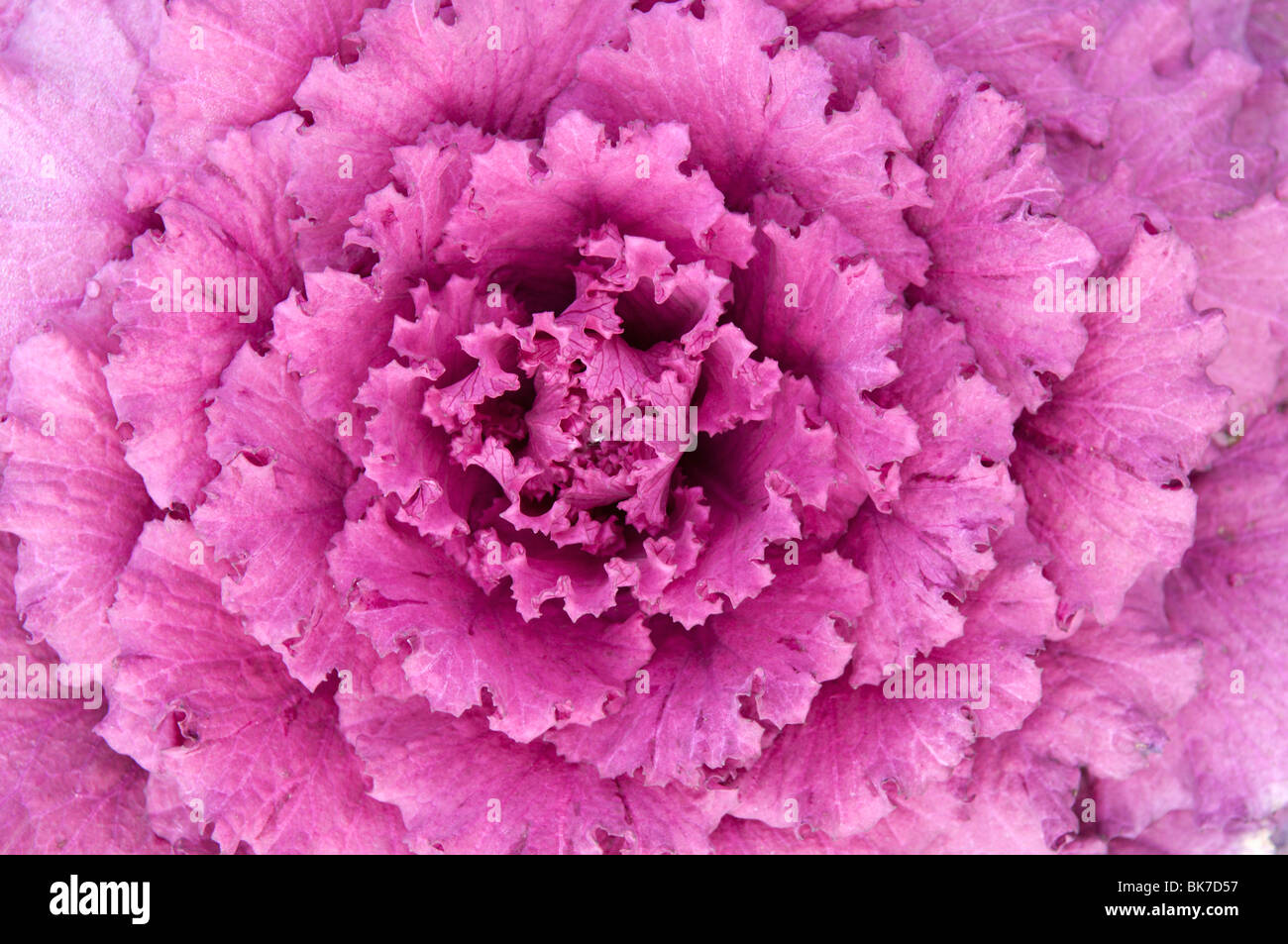 Pink cabbage hi-res stock photography and images - Alamy