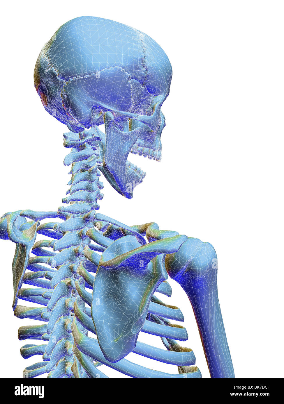 Human skeleton, computer artwork Stock Photo - Alamy