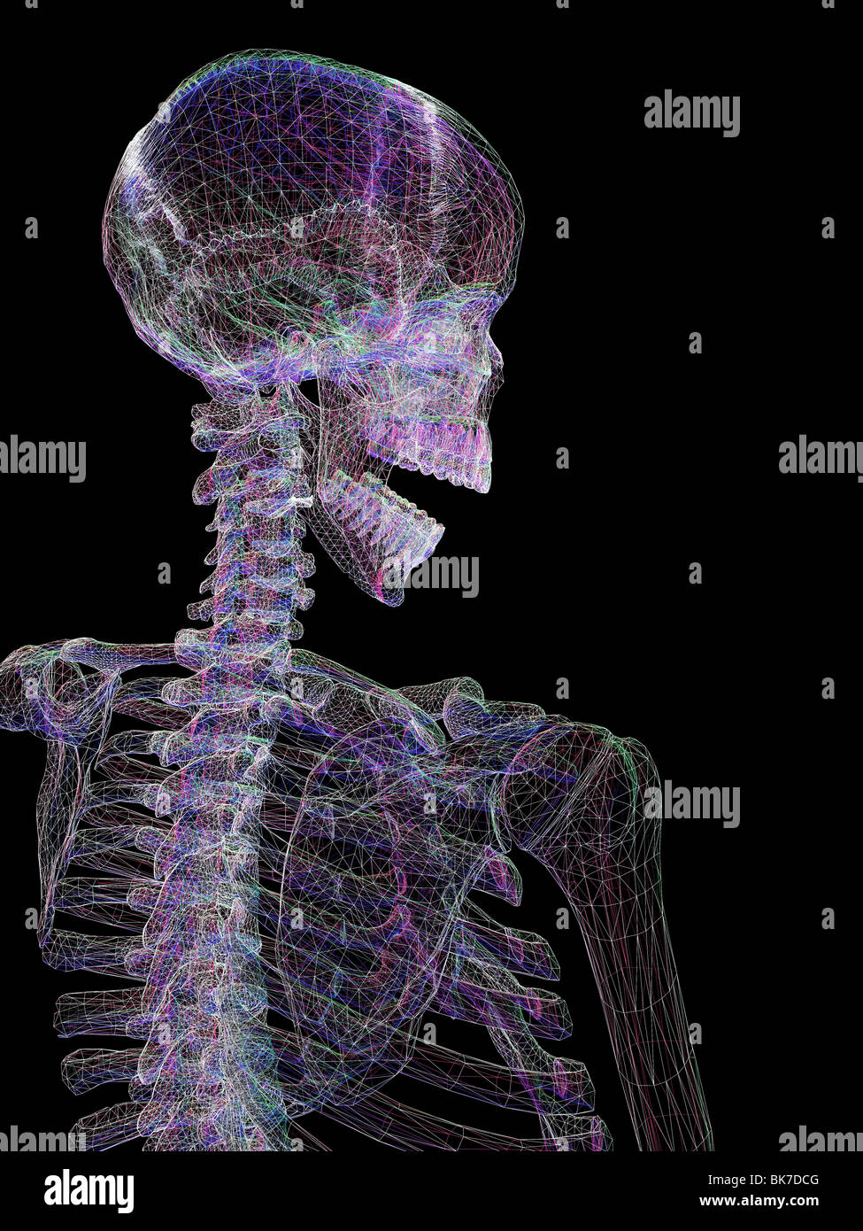 Human skeleton, computer artwork Stock Photo - Alamy
