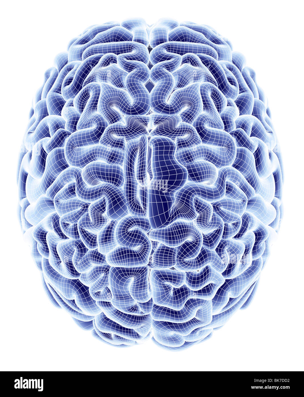 Human brain, computer artwork Stock Photo - Alamy