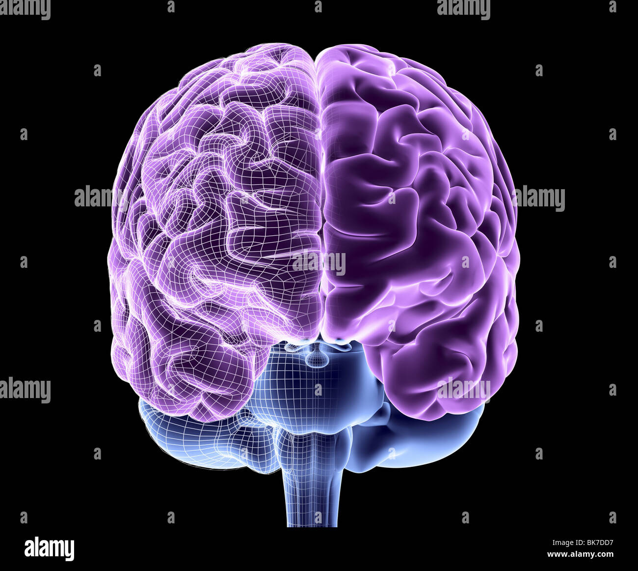 Human brain, computer artwork Stock Photo - Alamy